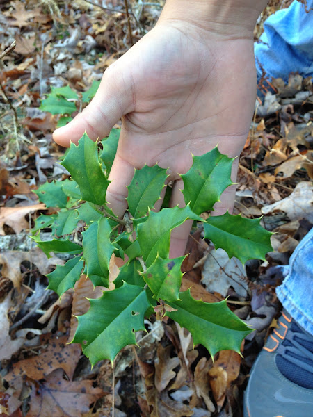 Holly | Project Noah