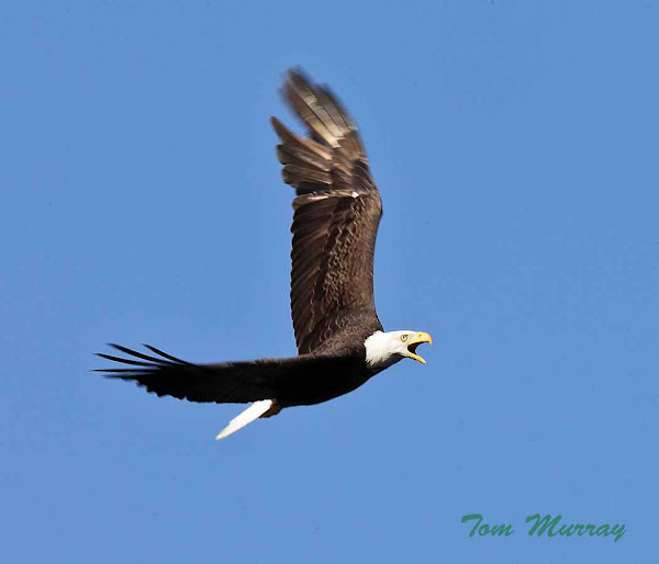 Bald Eagle stealing a fish from Osprey | Project Noah