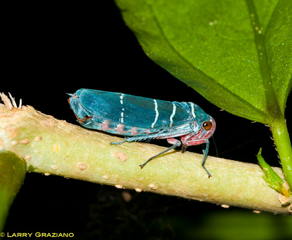 Sharpshooter Leafhopper | Project Noah