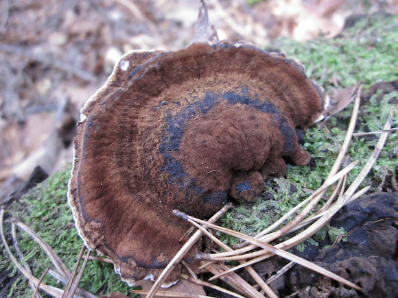 benzoin bracket | Project Noah