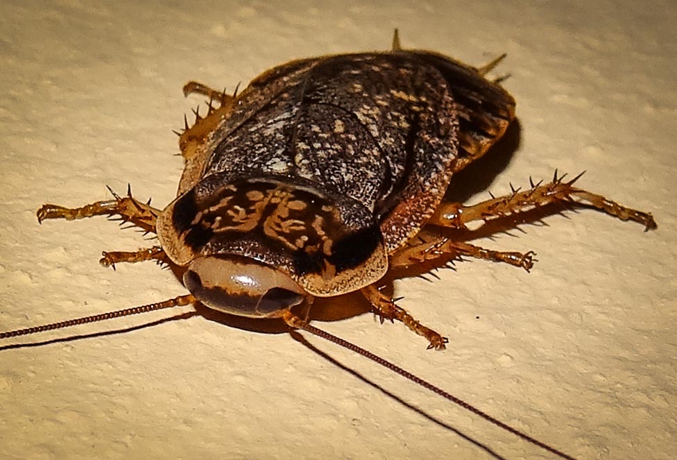 Lobster Cockroach | Project Noah