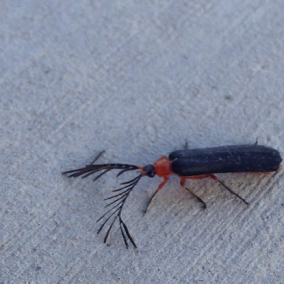 Firefly | Project Noah