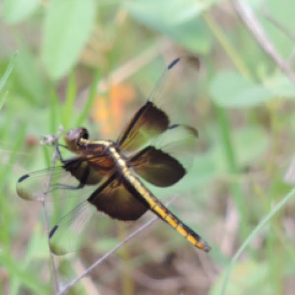 Widow Skimmer | Project Noah