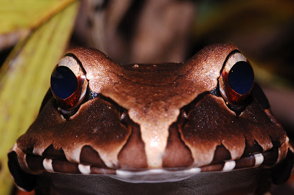 Smoky Jungle Frog | Project Noah