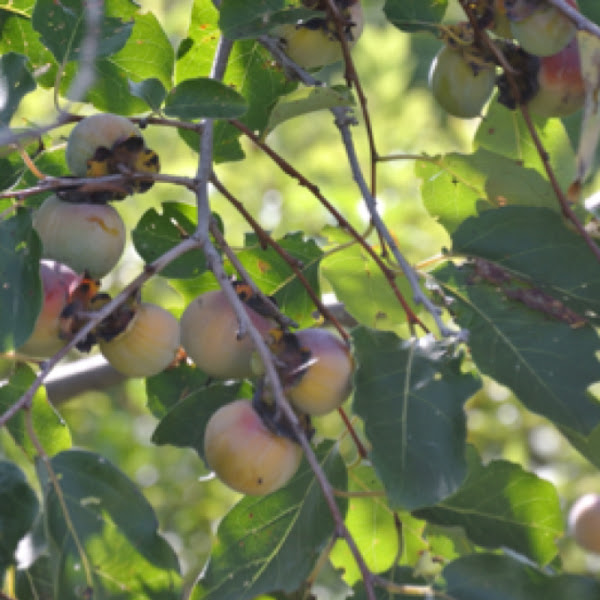 Common Persimmon | Project Noah