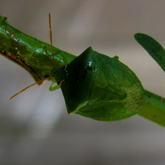 Green Vegetable Bug | Project Noah