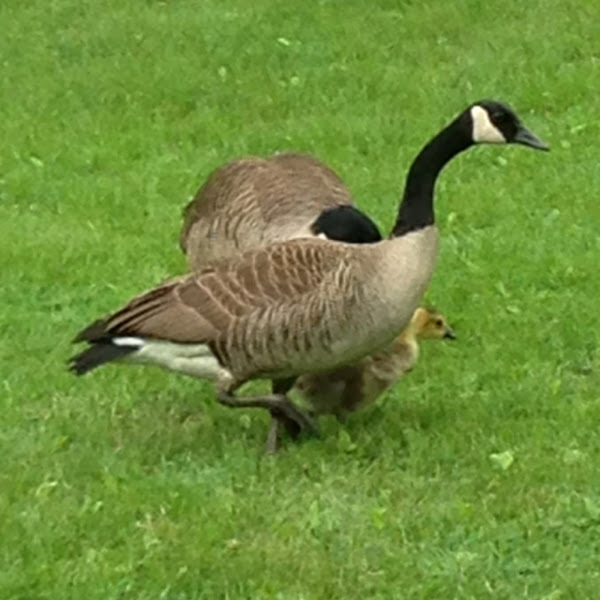 Canada Goose | Project Noah