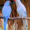 Blue Indian Ringneck Parrot Mutations | Project Noah