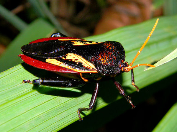 giant shield bug | Project Noah