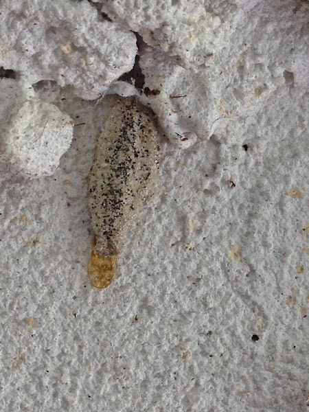 Moth Larva | Project Noah