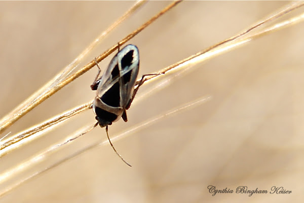 Mediterranean Seed Bug | Project Noah