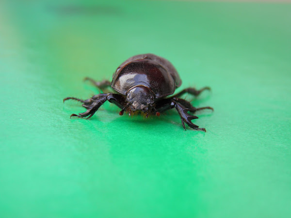 Diloboderus abderus beetle | Project Noah
