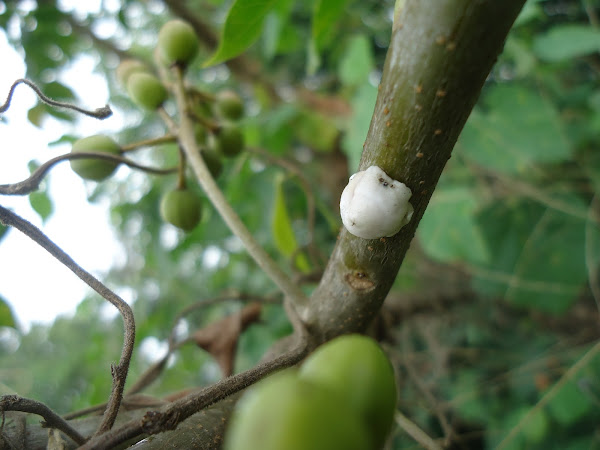 Wax Scales | Project Noah