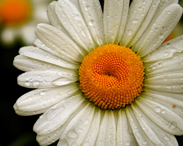 Daisy | Project Noah