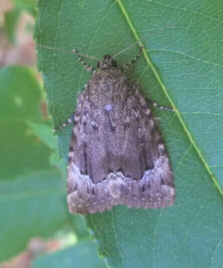 Copper Underwing | Project Noah