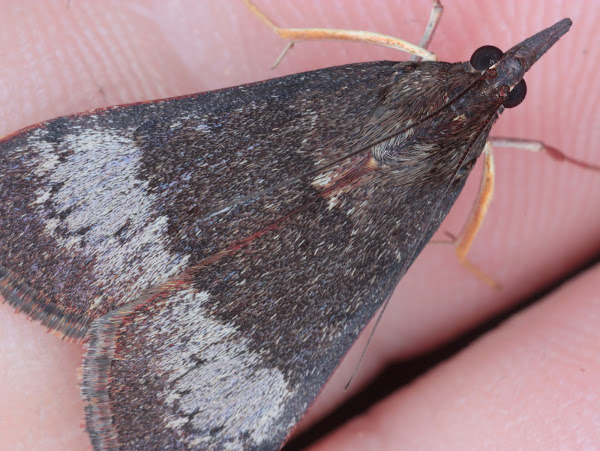 Crambid moth | Project Noah