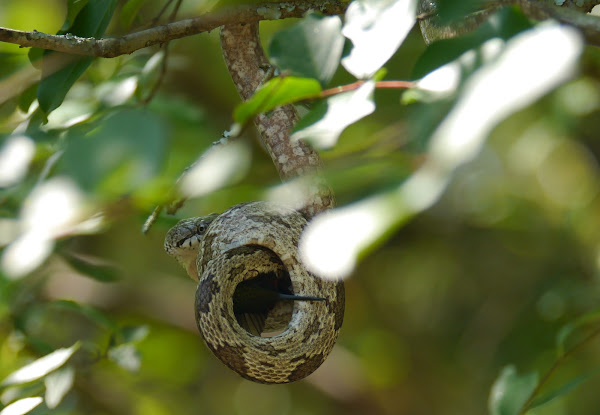 Oak Snake (video -dines on Ruby Throat) | Project Noah