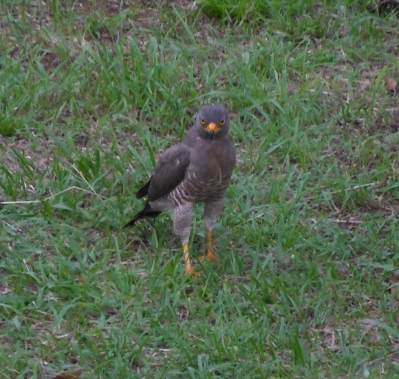 Slate-colored Hawk | Project Noah