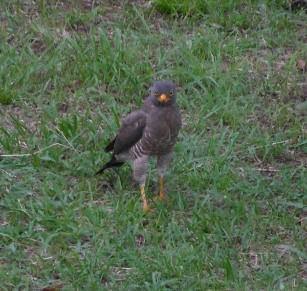 Slate-colored Hawk | Project Noah