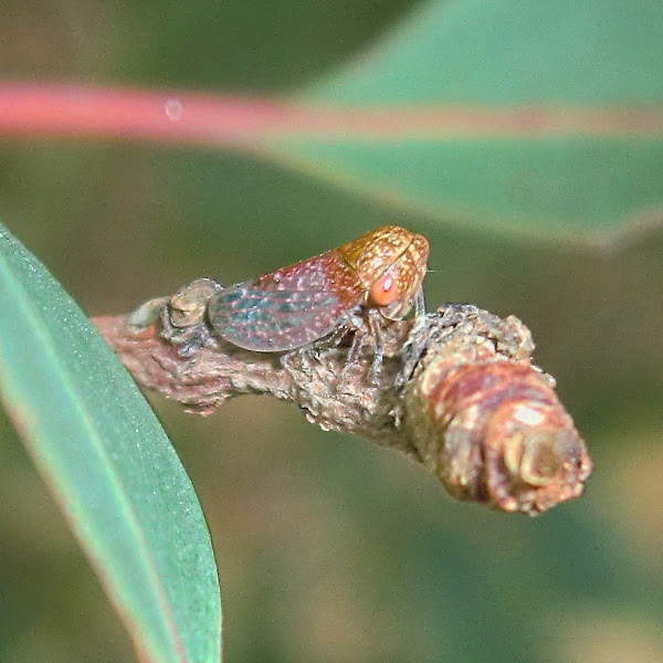 Leafhopper | Project Noah