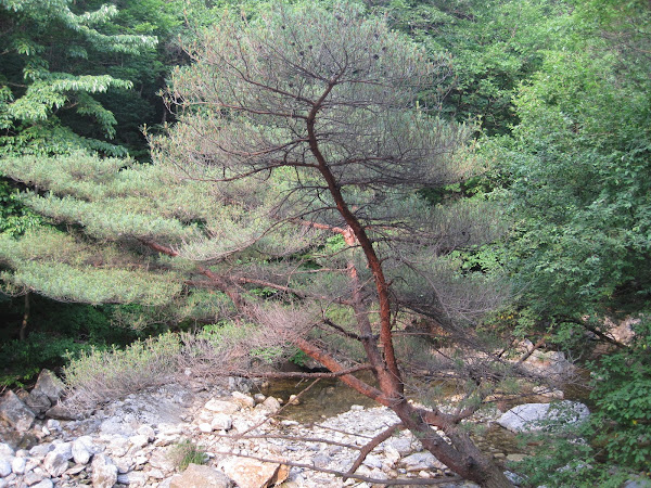 Japanese Red Pine | Project Noah