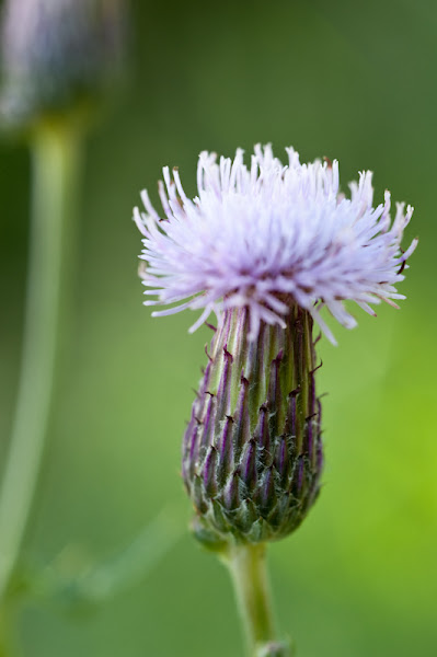 Cursed Thistle | Project Noah