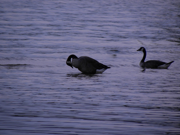 Canada Geese | Project Noah
