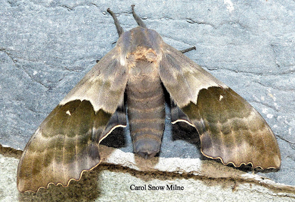 Modest Sphinx Moth | Project Noah