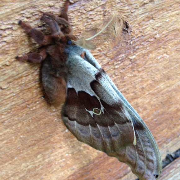 Polyphemus Moth | Project Noah