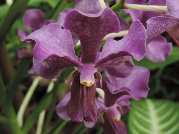 Vanda orchid | Project Noah