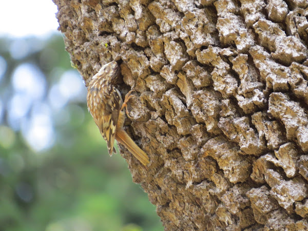 American Tree Creeper (Brown Creeper) | Project Noah