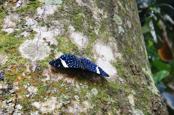 Starry night cracker | Project Noah