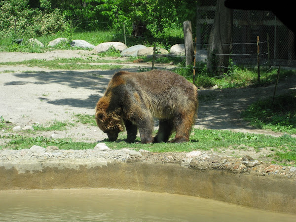 Grizzly Bear | Project Noah