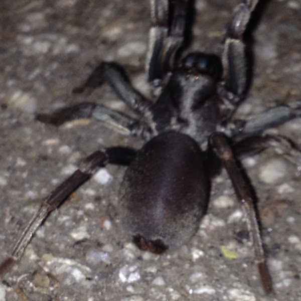 Turret Spider | Project Noah