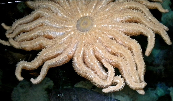 Sunflower Sea Star | Project Noah