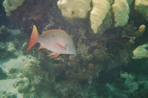 Mutton Snapper | Project Noah