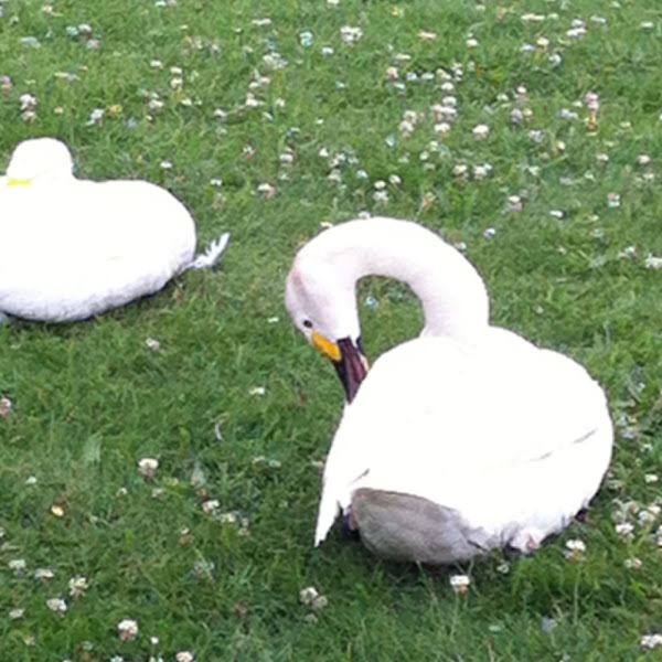 Bewick's swan | Project Noah