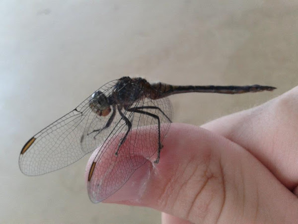 Dragonfly | Project Noah