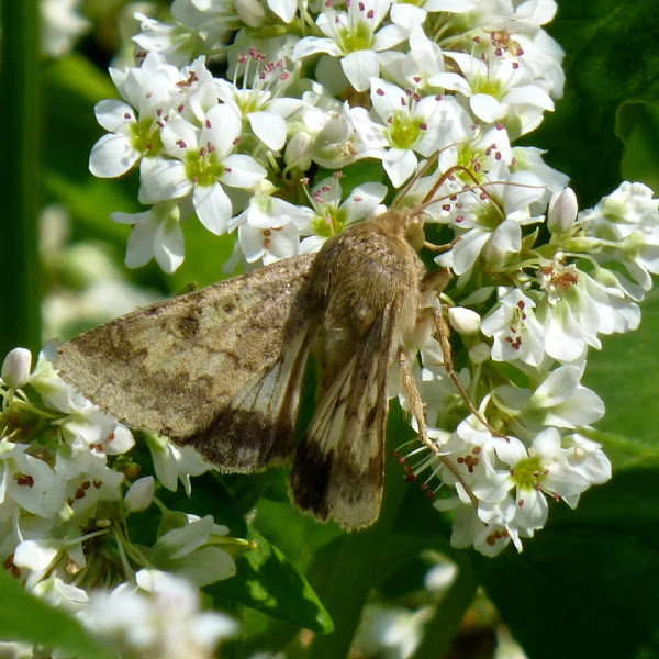 Cotton bollworm | Project Noah