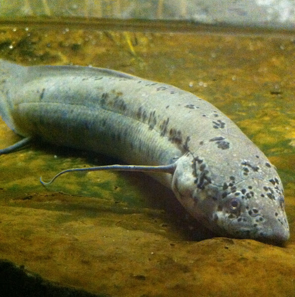 African Lungfish | Project Noah
