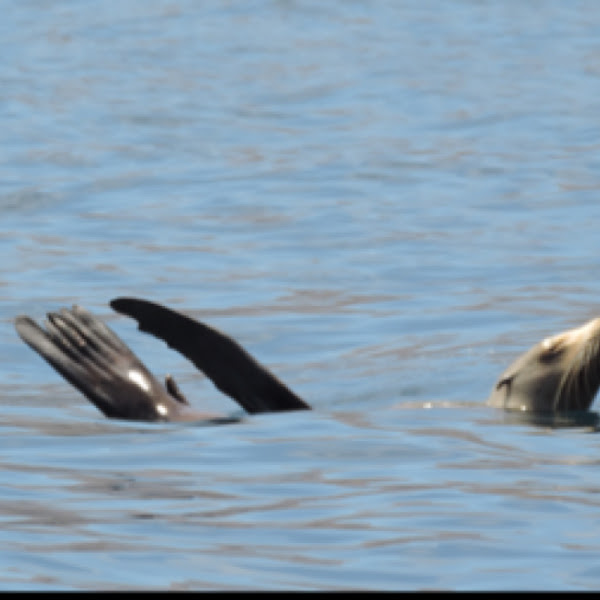 California Sea Lion | Project Noah