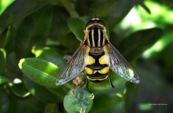 Hoverfly | Project Noah