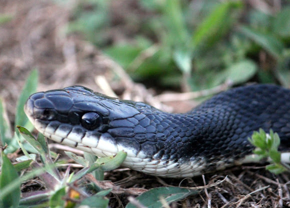 Texas Rat Snake | Project Noah