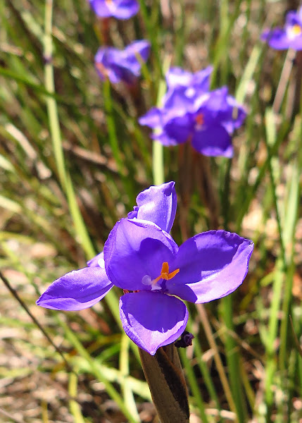 Wild Iris | Project Noah