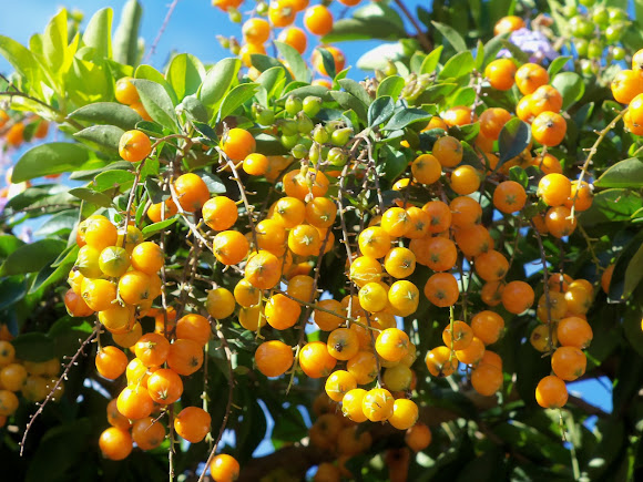 Duranta | Project Noah