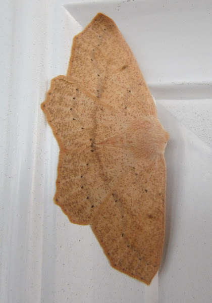 Omnivorous Looper moth with eggs | Project Noah