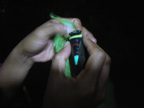 Emperor cicada | Project Noah