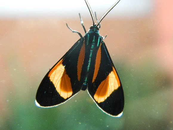Arctiid Moth | Project Noah