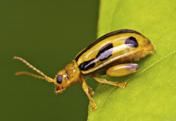 Leaf Bettle | Project Noah