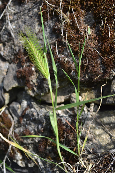 False Barley | Project Noah